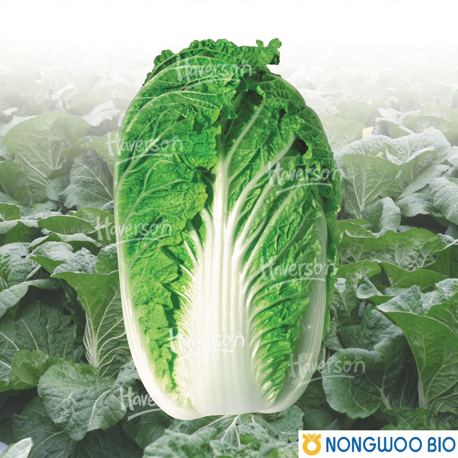 CR Master F1 - Haverson