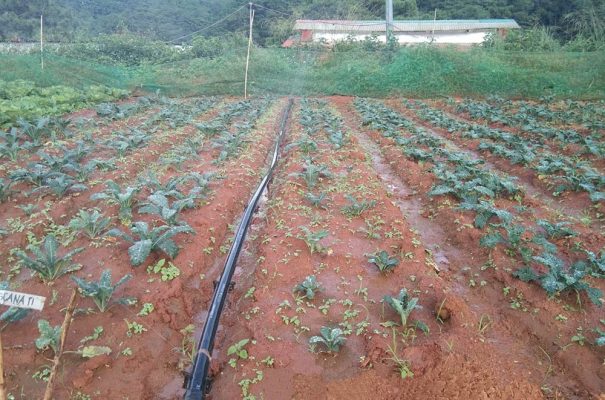 Irrigation System - Haverson