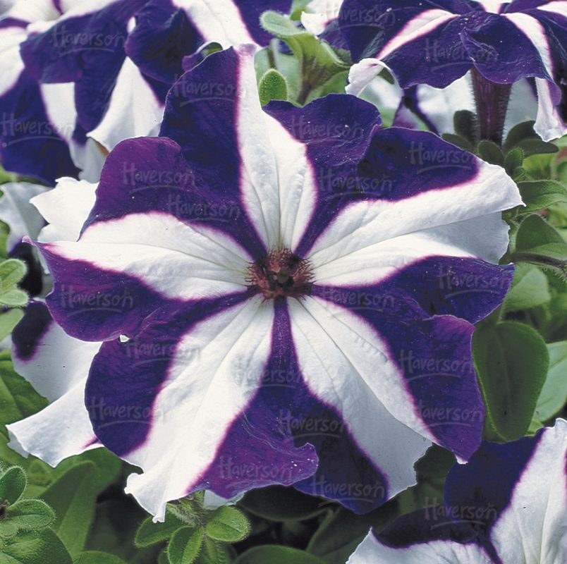 Petunia Giant Smile Archives - Haverson
