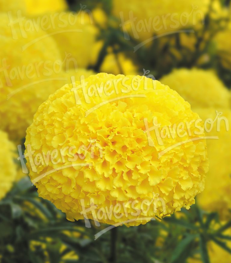 MAI Yellow F1 - Haverson