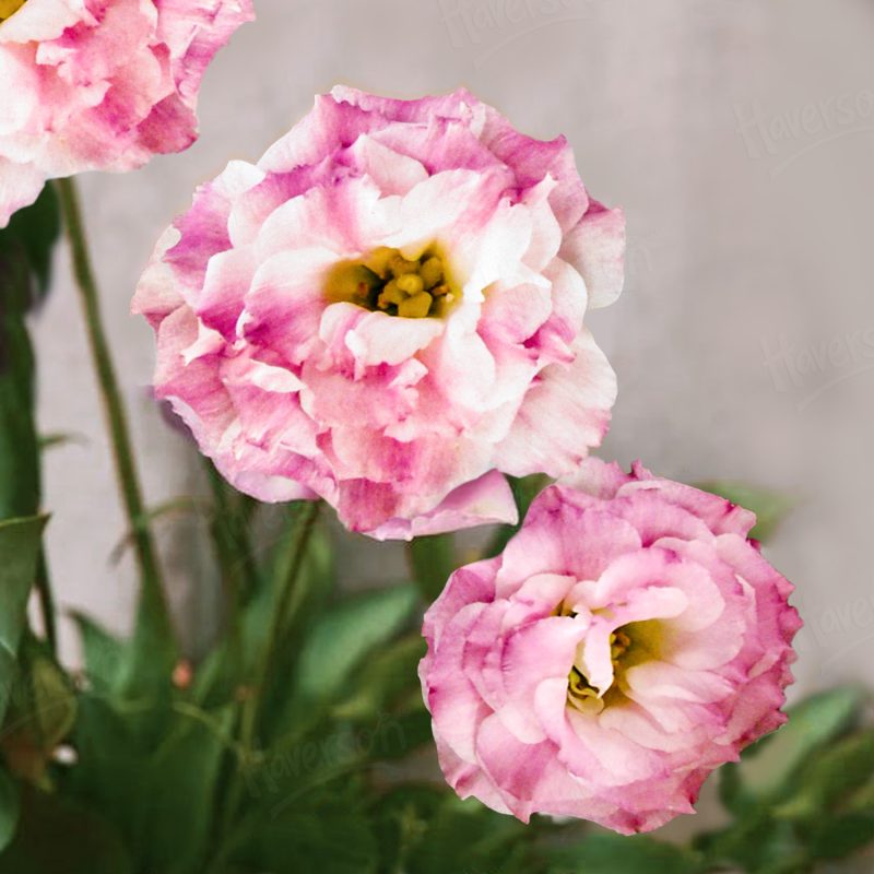 Rosa Blitz F1 - Haverson